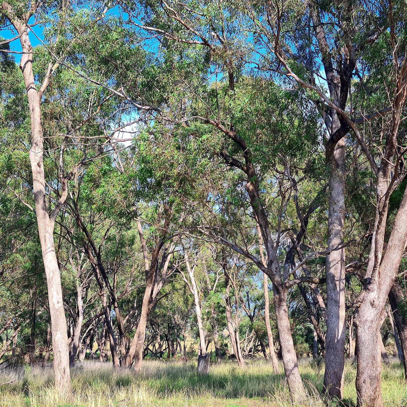 Corridor Connectivity Across the Little River Catchment – Little River ...